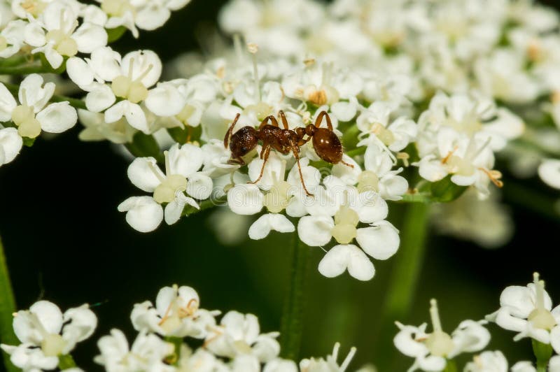 Common red ant stock photo. Image of nectar, european - 70780744