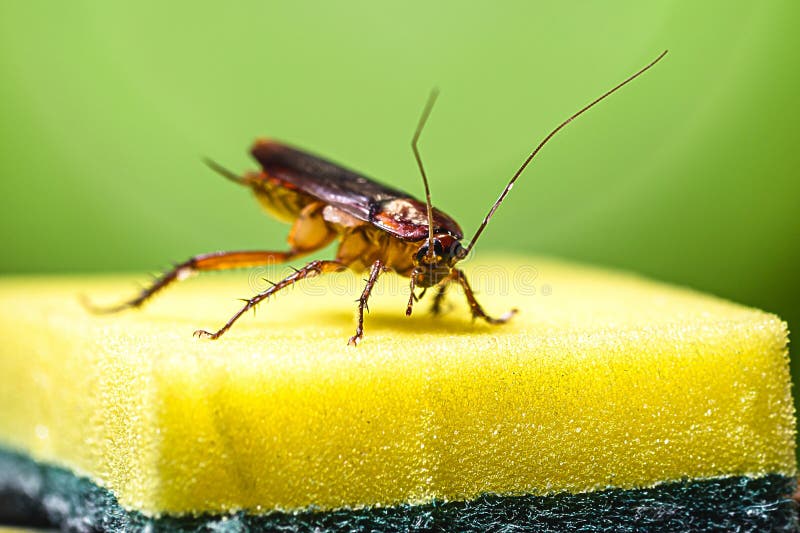Cockroach Kitchen Sponge Stock Photos - Free & Royalty-Free Stock ...