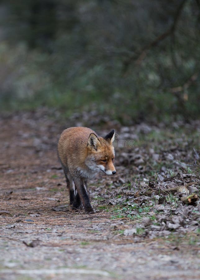 A common red fox stock photo. Image of white, wildlife - 58070360