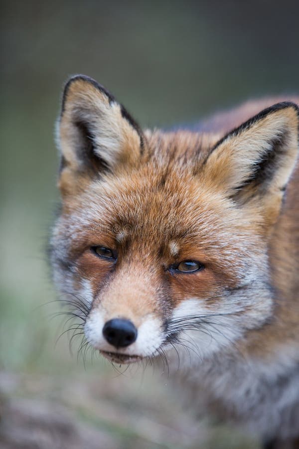 A common red fox stock photo. Image of white, wildlife - 58070360