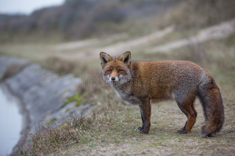 A common red fox stock photo. Image of outdoors, young - 58070452
