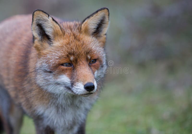 A common red fox stock photo. Image of face, united, predator - 58070722