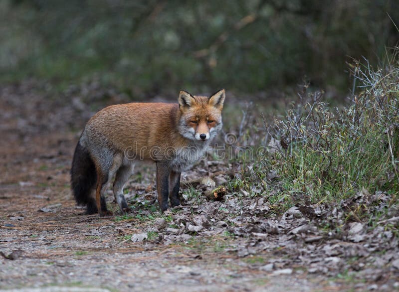 A common red fox stock photo. Image of white, wildlife - 58070360