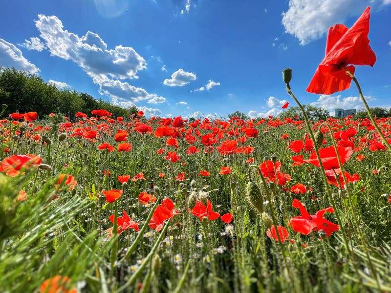 Common Red Poppy or Corn Poppy Field and Blue Sky in Summer Stock Photo ...