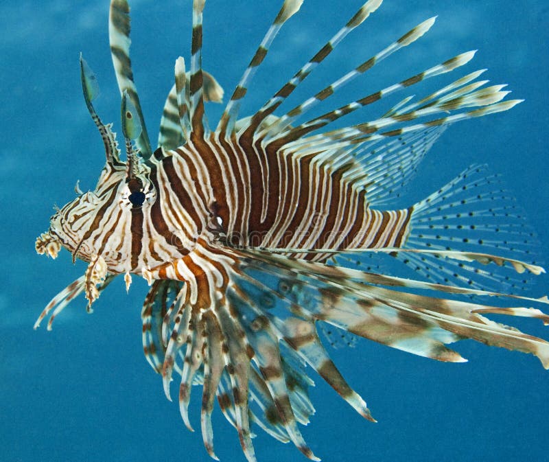 The Red Lionfish (Pterois Volitans). Stock Image - Image of animals ...