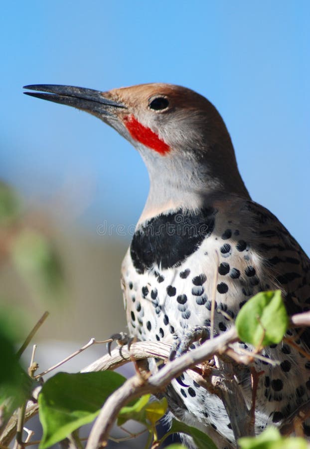 Common (Red Shafted) Flicker Stock Image - Image of mexico, common ...