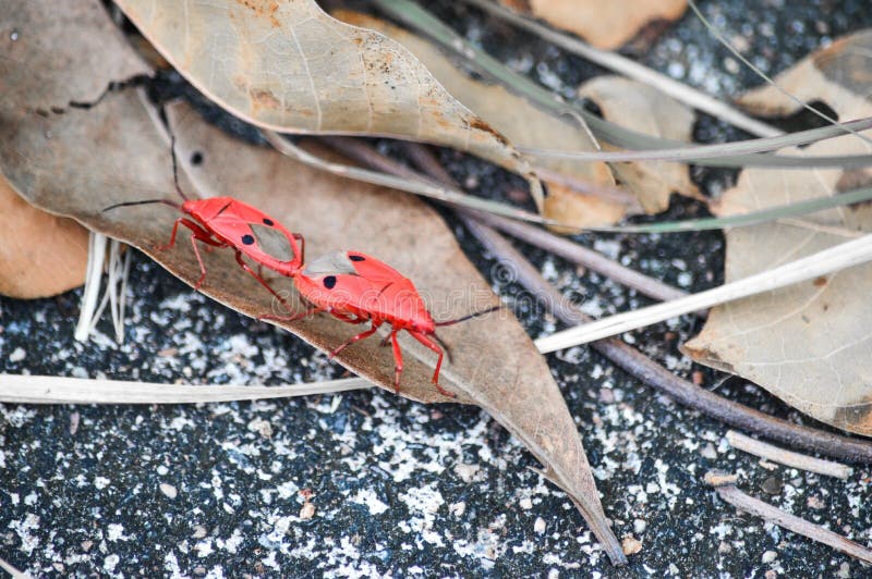 Common Red Soldier Beetle, Mating Stock Photo - Image of lucky, luck ...