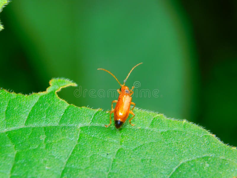 A Common Red Soldier Beetle Stock Image - Image of common, soldier ...