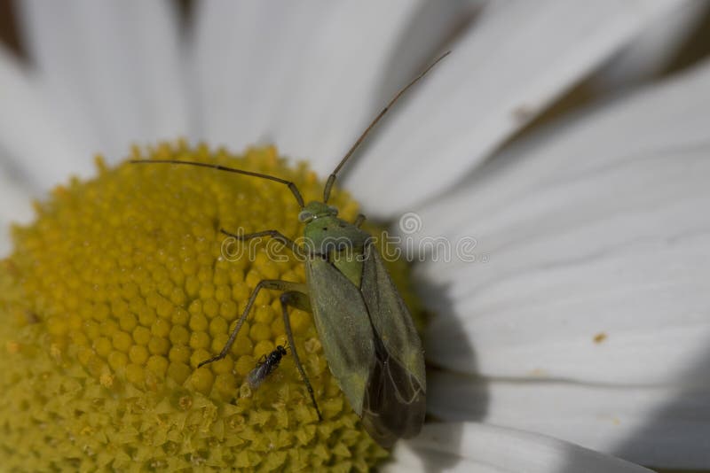 Common red soldier beetle stock photo. Image of behavioural - 101180106