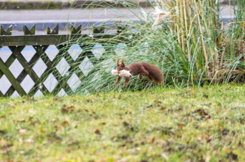 Common Red Squirrel in a Backyard Running with Reed in Its Mouth Stock ...