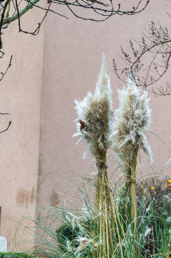 Common Red Squirrel on a City Street in a Stack of Reed Gathering ...