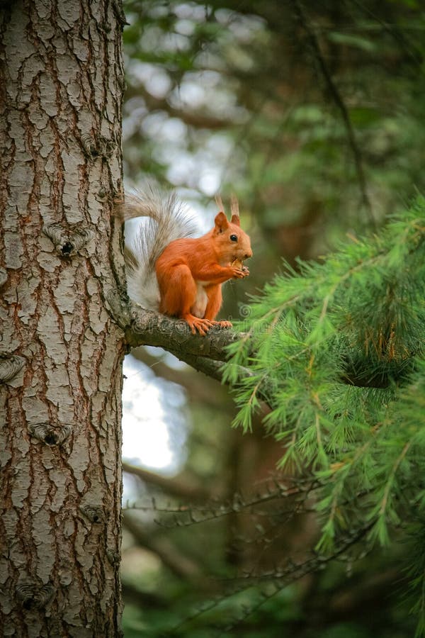 Squirrel Hoarding Nuts Tree Stock Photos - Free & Royalty-Free Stock ...