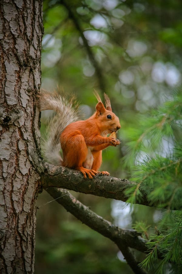 Squirrel Hoarding Nuts Tree Stock Photos - Free & Royalty-Free Stock ...
