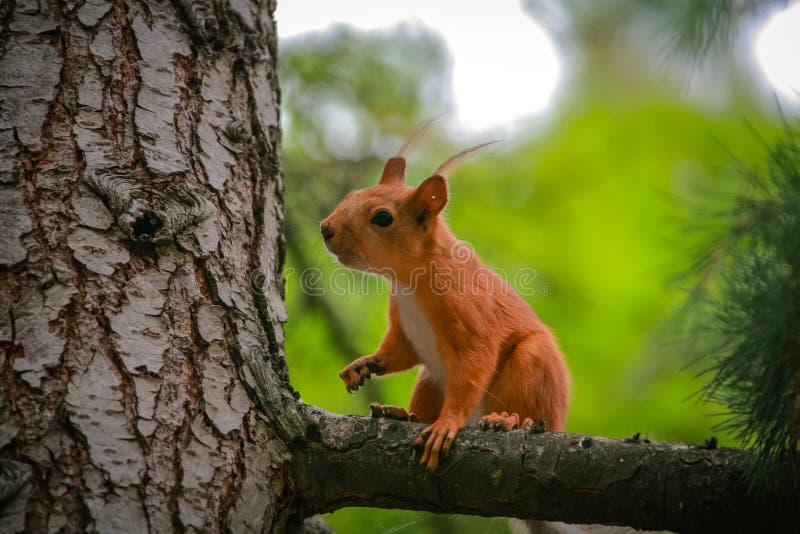 Squirrel Hoarding Nuts Tree Stock Photos - Free & Royalty-Free Stock ...