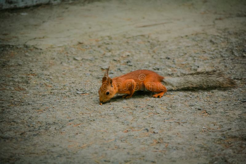 Squirrel Hoarding Nuts Tree Stock Photos - Free & Royalty-Free Stock ...