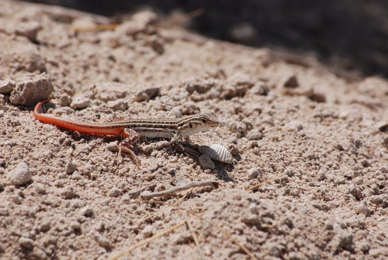A Common Red Tailed Lizard In Spain Stock Photo - Image of common ...