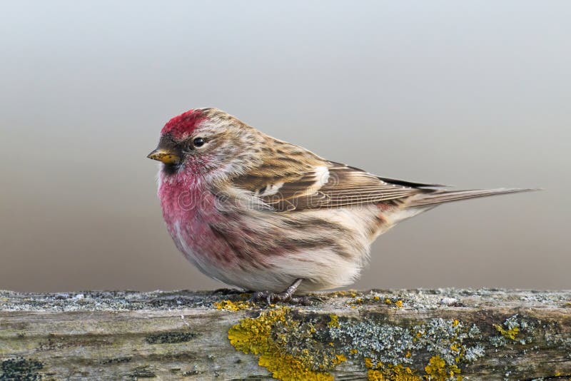 Common Redpoll (Acanthis Flammea Stock Photo - Image of wildlife, fauna ...