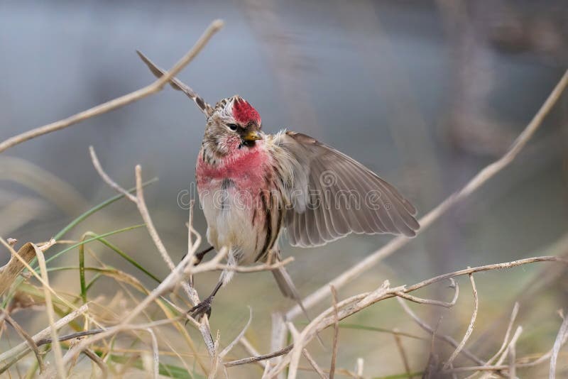 Common Redpoll (Acanthis Flammea Stock Image - Image of denmark, bird ...