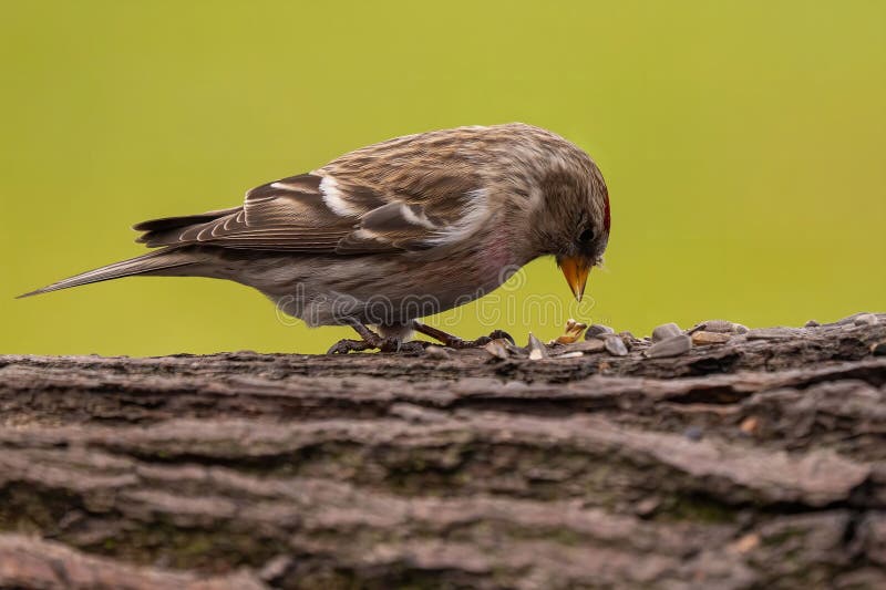 Common Redpoll Bird Feeding on Log Stock Photo - Image of forest ...