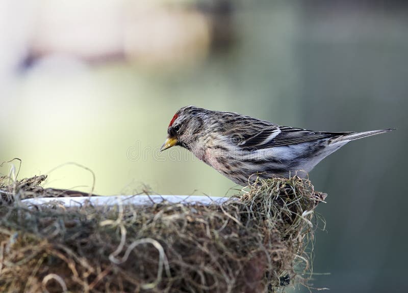Common Redpoll Sitting on Nest Stock Photo - Image of plastic, nest ...