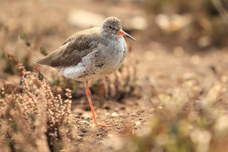 Common redshank stock image. Image of tringa, common - 27470573