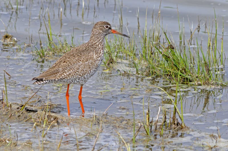 Common Redshank bird stock image. Image of bird, tringa - 20863567