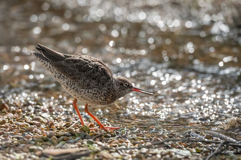 Common redshank stock image. Image of bill, avian, seabird - 118147691