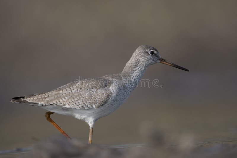 The Common redshank stock photo. Image of side, animal - 110053500