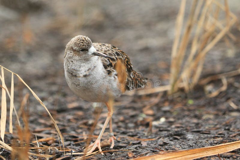 Common Redshank Sitting on the Tree Stock Photo - Image of wildlife ...
