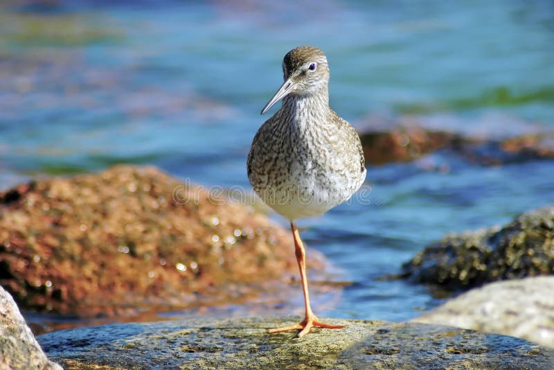 Common Redshank (Tringa Totanus) Stock Photo - Image of waterbird, bird ...