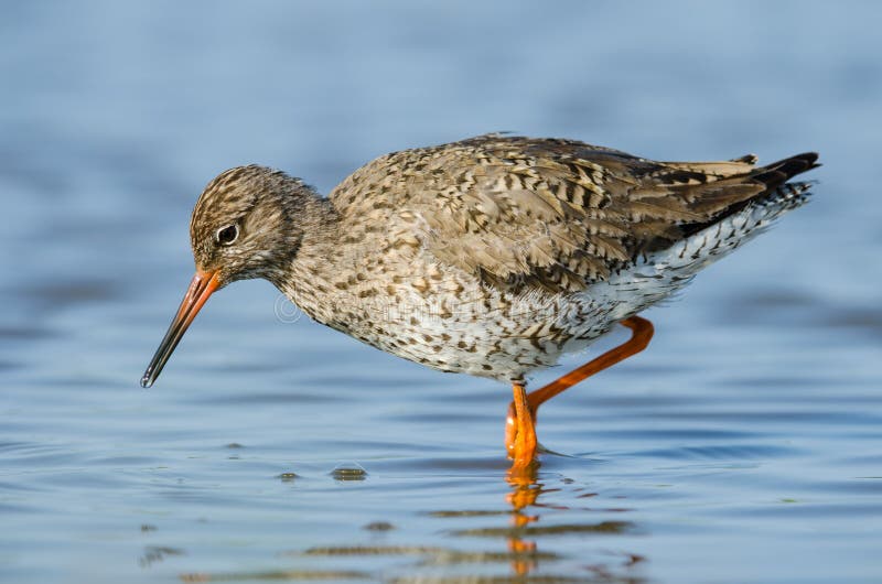 Common Redshank (Tringa Totanus) Close Up Stock Image - Image of bird ...