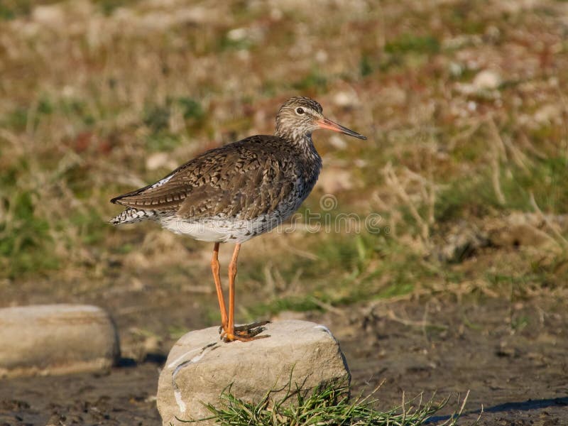 Common Redshank (Tringa Totanus Stock Image - Image of bird, wildlife ...