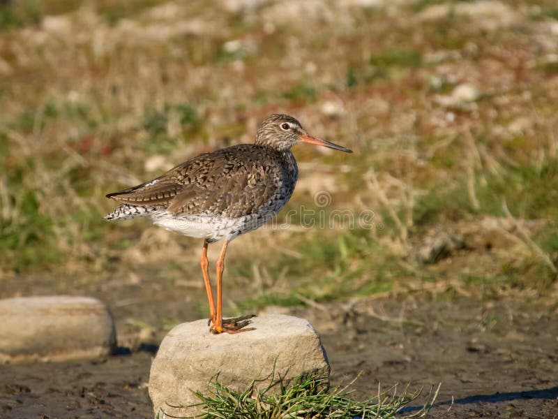 Common Redshank (Tringa Totanus Stock Photo - Image of redshank, fauna ...