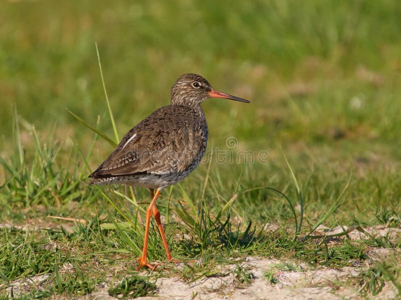 Common Redshank (Tringa Totanus Stock Image - Image of common, tringa ...