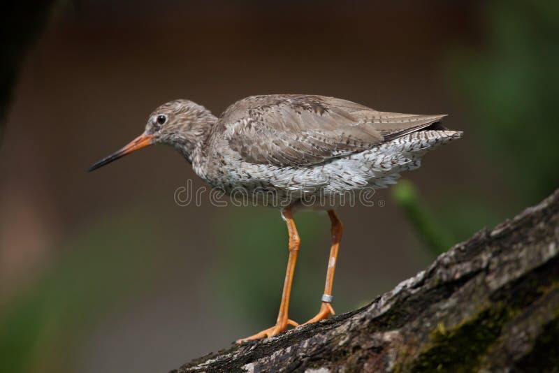 Common Redshank (Tringa Totanus). Stock Image - Image of animal ...
