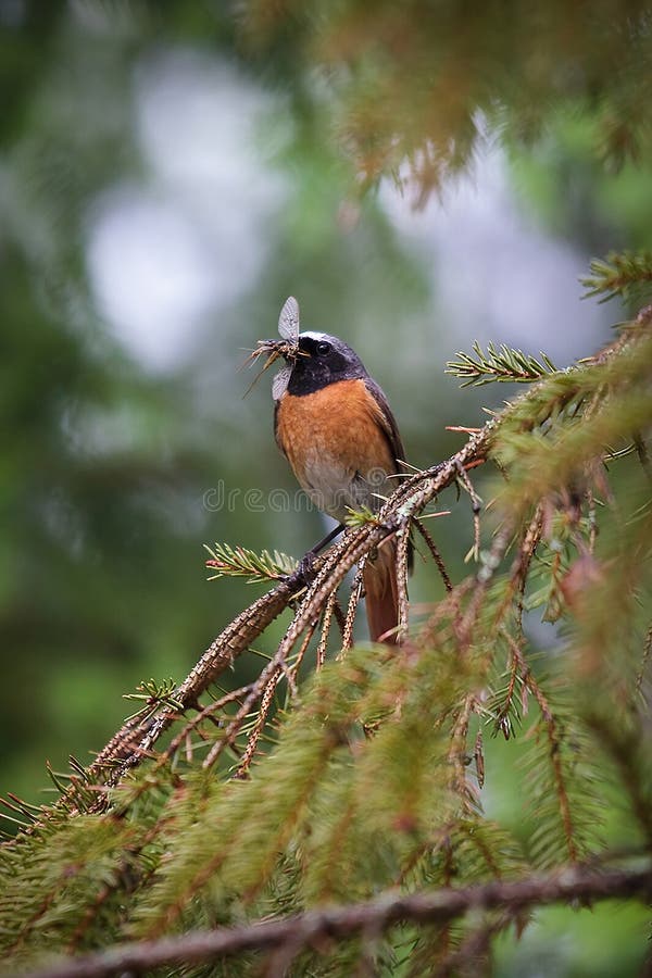 The Common Redstart stock photo. Image of animals, redstart - 13198138
