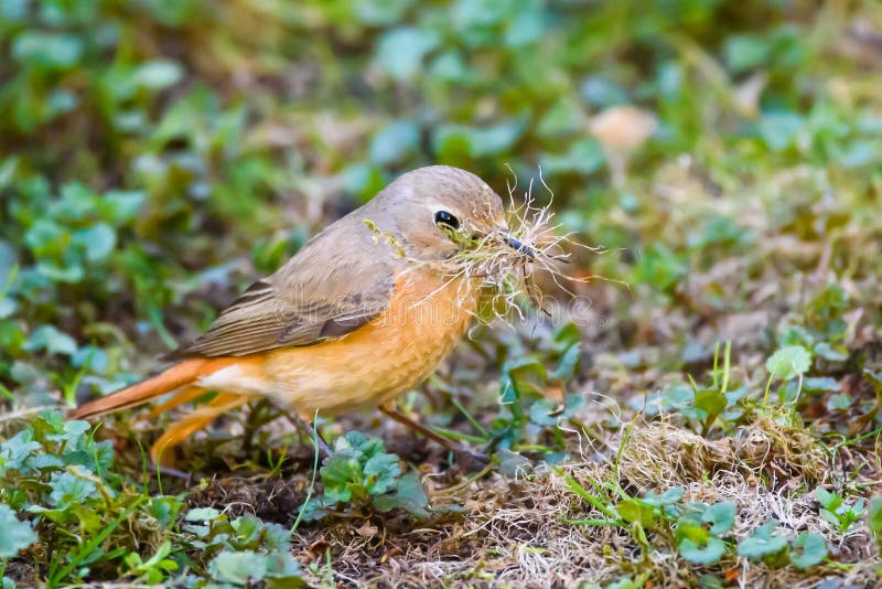 Common Redstart Bird with Dry Grass in Beak Stock Image - Image of ...