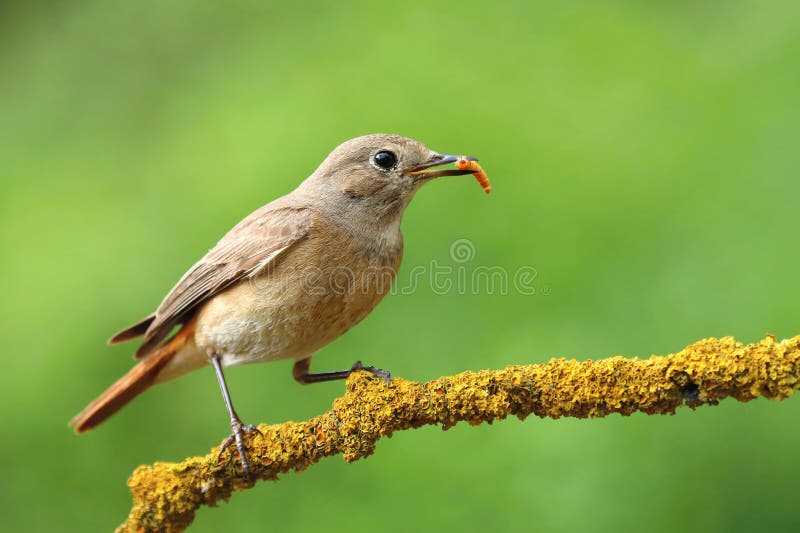 The Common Redstart Female on Branch Stock Image - Image of redstart ...
