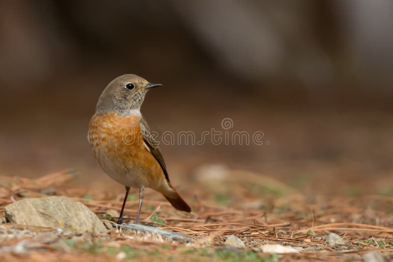 Common Redstart on the Ground Stock Photo - Image of nature, bill: 47510516