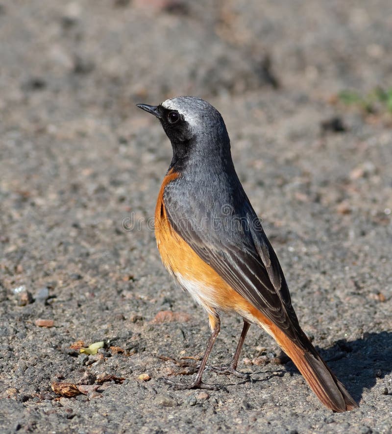 Common Redstart, Phoenicurus Phoenicurus. a Bird Sits in the Backyard ...