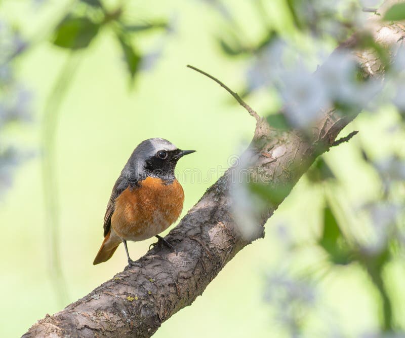 Common Redstart, Phoenicurus Phoenicurus. a Bird Sits on the Branch of ...