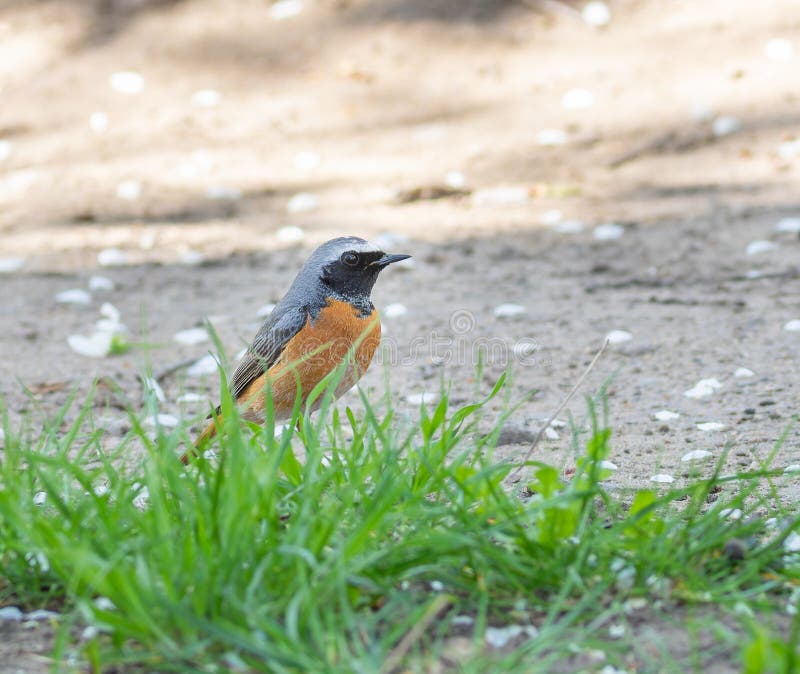 Common Redstart, Phoenicurus Phoenicurus. a Bird Sits on the Ground of ...