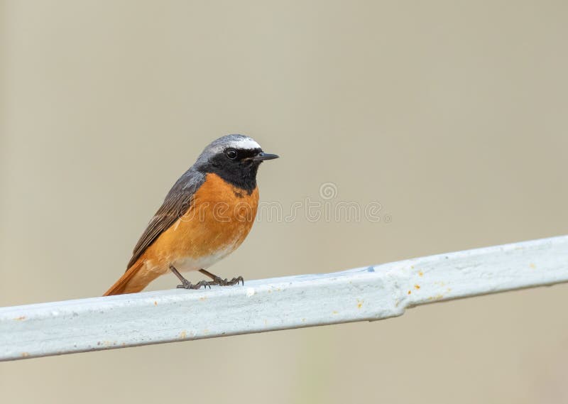 Common Redstart, Phoenicurus Phoenicurus. a Bird Sits on the Railing ...