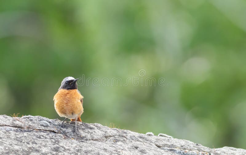 Common Redstart, Phoenicurus Phoenicurus. a Bird Sits on a Rock Stock ...