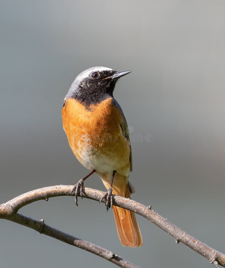 Common Redstart, Phoenicurus Phoenicurus. a Bird Sits on a Tree Branch ...