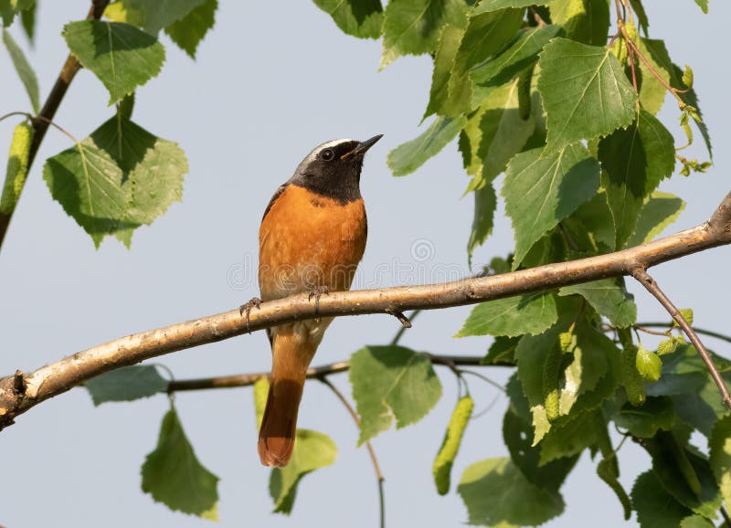 Common Redstart, Phoenicurus Phoenicurus. a Bird Sits on a Tree Branch ...