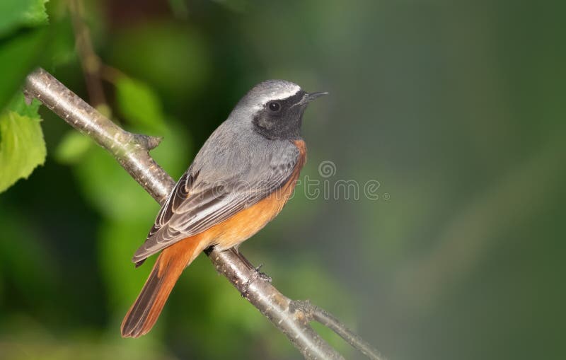 Common Redstart, Phoenicurus Phoenicurus. a Bird Sits on a Tree Branch ...