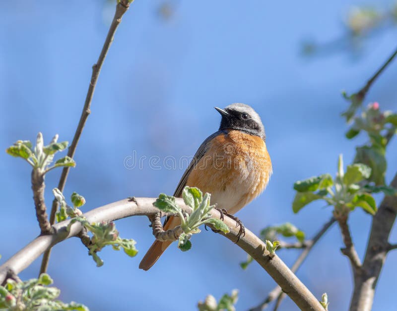 Common Redstart, Phoenicurus Phoenicurus. a Bird Sits on a Tree Branch ...