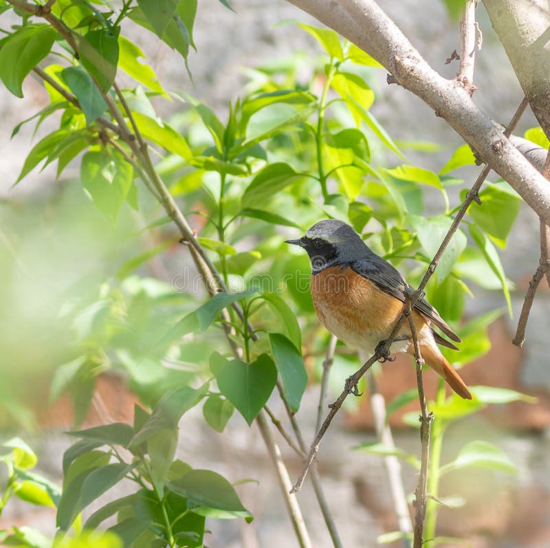Common Redstart, Phoenicurus Phoenicurus. a Bird Sits on a Tree Branch ...