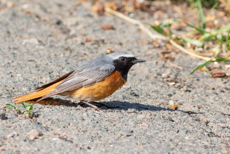 Common Redstart, Phoenicurus Phoenicurus. the Male Bird is Sitting on ...